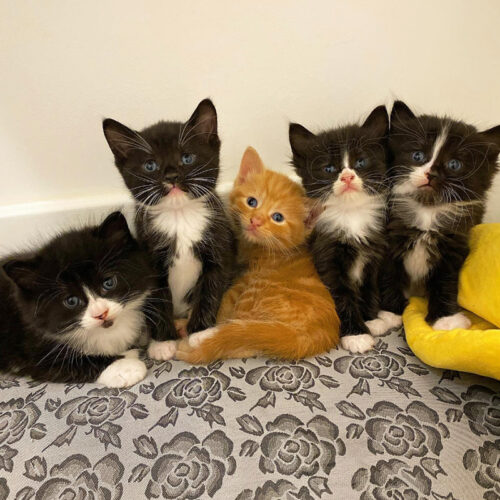 Meet the Simpsons: Animated Cats and Kittens from One Home