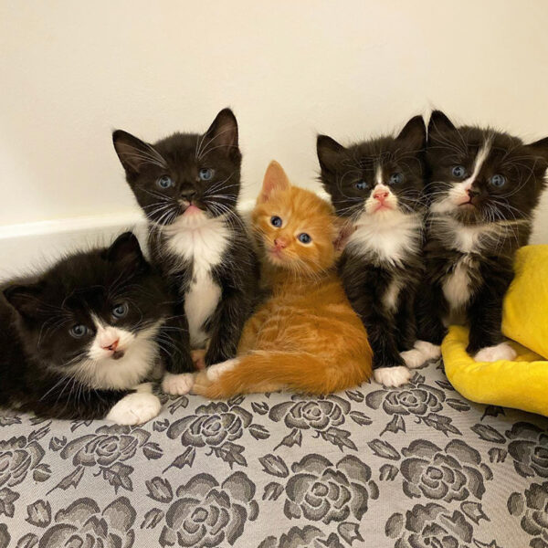 Meet the Simpsons: Animated Cats and Kittens from One Home