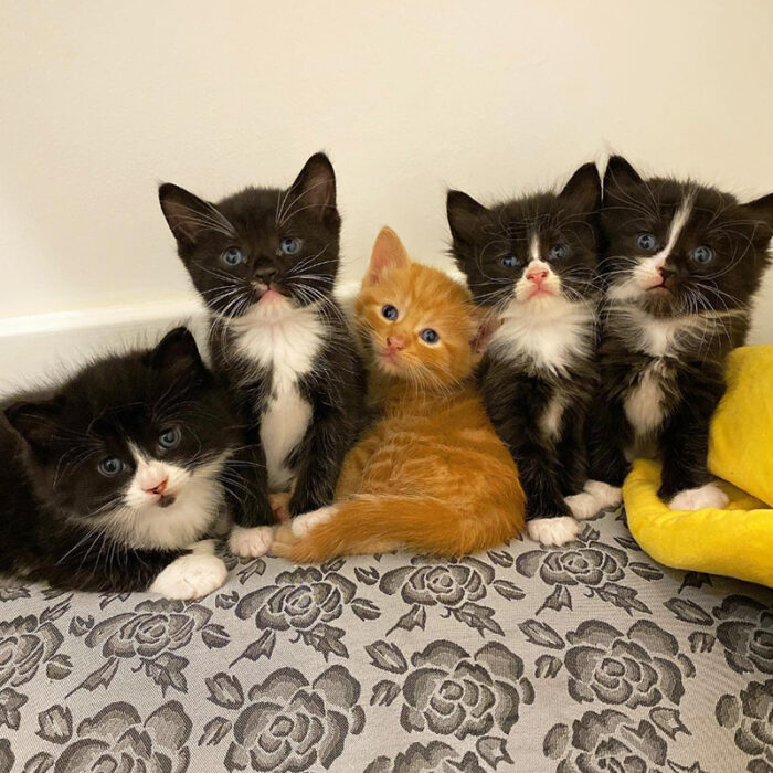 Meet the Simpsons: Animated Cats and Kittens from One Home