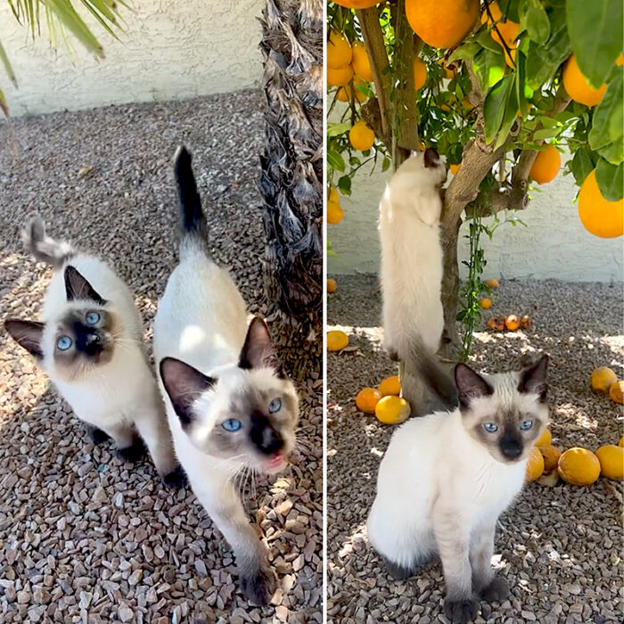 Couple Surprises Adopted Siamese with Brother After 3 Weeks
