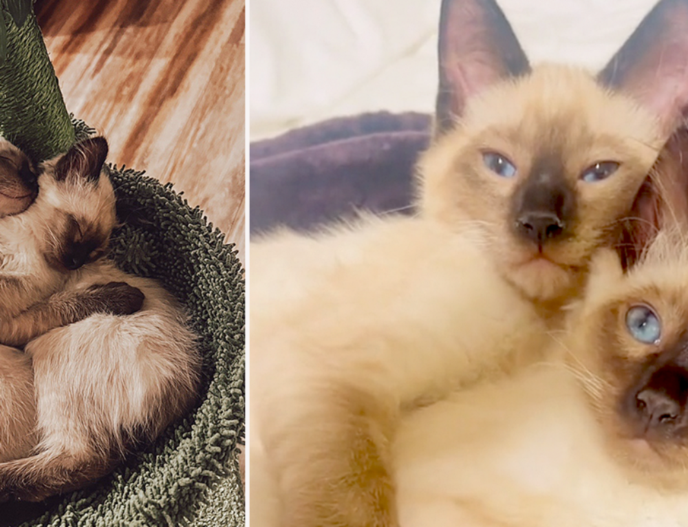 Forced Surrender Of Senior Cat Leads To Viral Post Of His Birthday ...