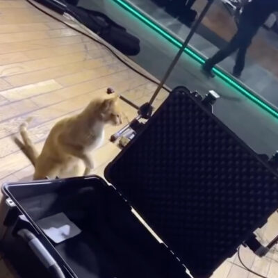 ‘Look Who We Found on Tour’ – Band Surprised by Kittens