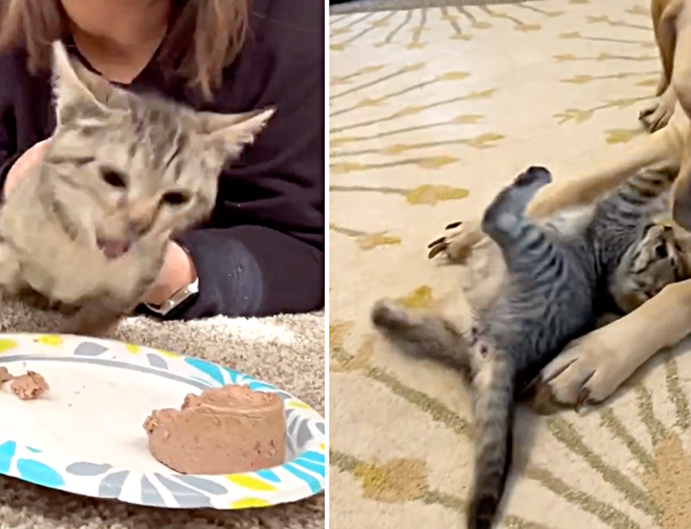 Artist Creates A-MEOW-zing Photos of Cats In Food! - Cole & Marmalade