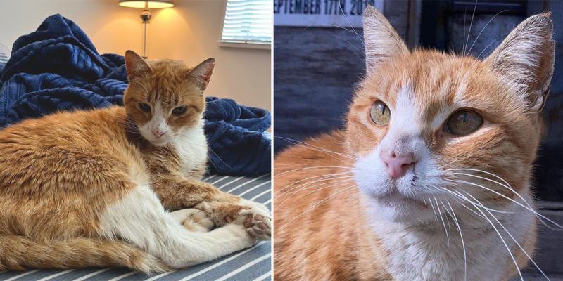Gentleman Cat 'Arthur' Deserves to Be Adored Like a King