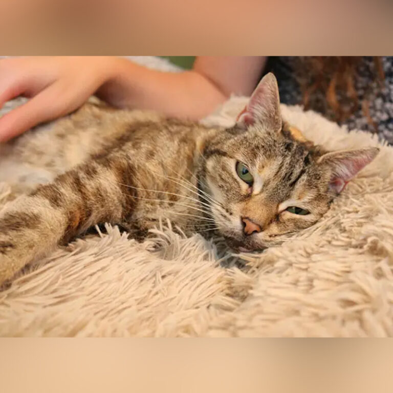 These Senior Cats from the UK are Record-Breaking Purr Monsters