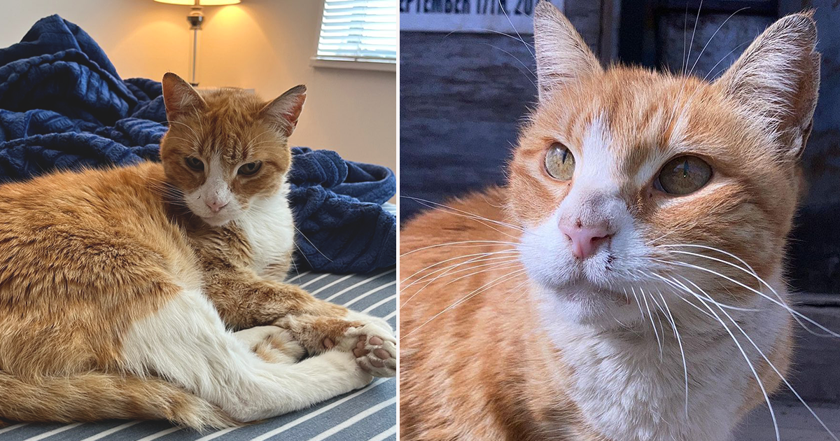 Gentleman Cat 'Arthur' Deserves to Be Adored Like a King