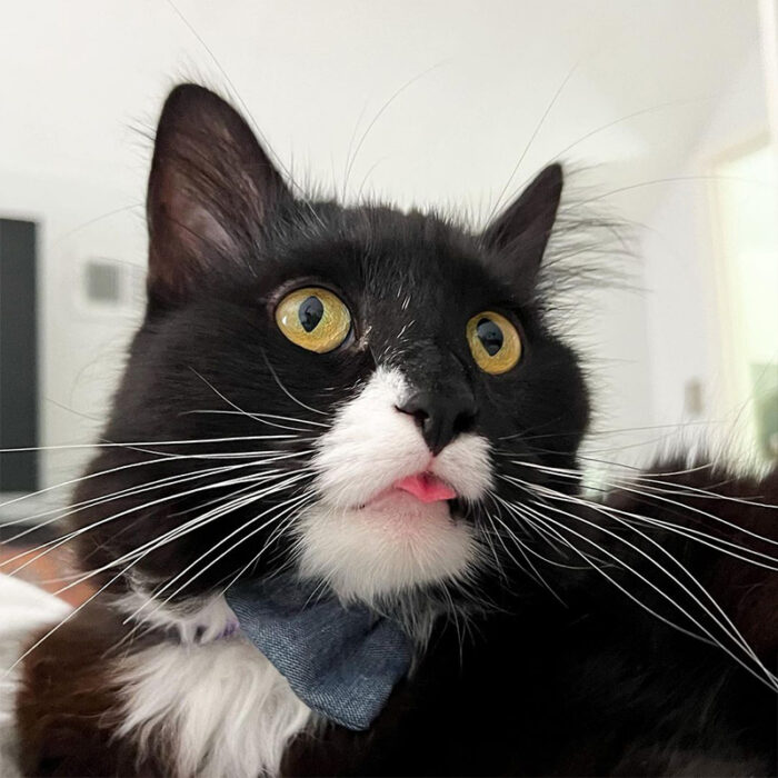 Cat's Reaction Revisiting the Shed Where He Was Saved in Winter
