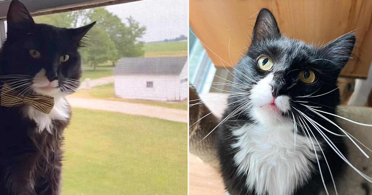 Cat's Reaction Revisiting the Shed Where He Was Saved in Winter