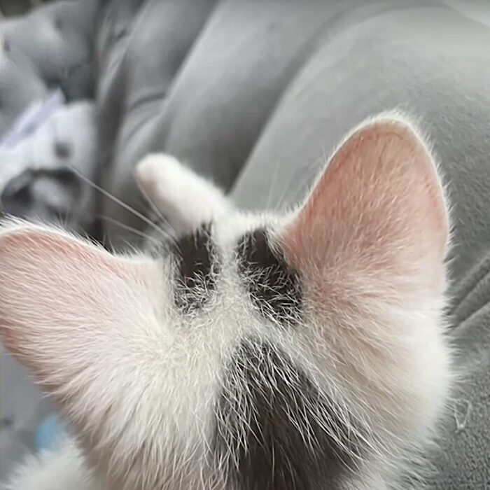 Kitten Wins When Runner Stops to Save Him at Chicago Marathon