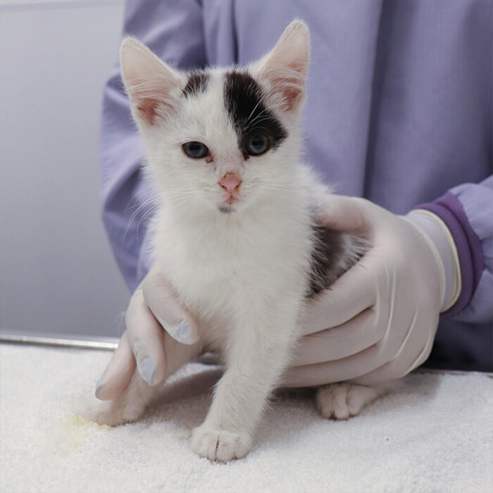 Kitten Wins When Runner Stops to Save Him at Chicago Marathon