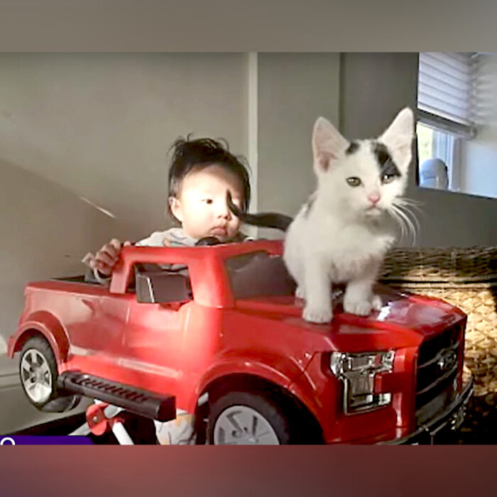 Kitten Wins When Runner Stops to Save Him at Chicago Marathon