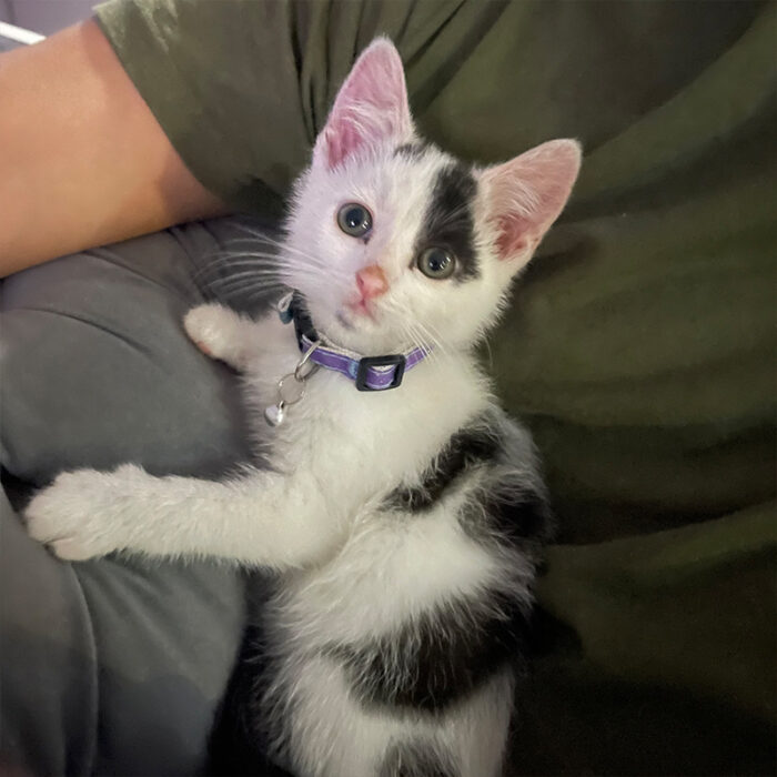 Kitten Wins When Runner Stops to Save Him at Chicago Marathon