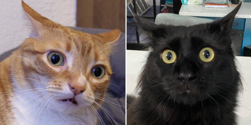 Cats Make 300 Facial Expressions, But What Do They Mean?