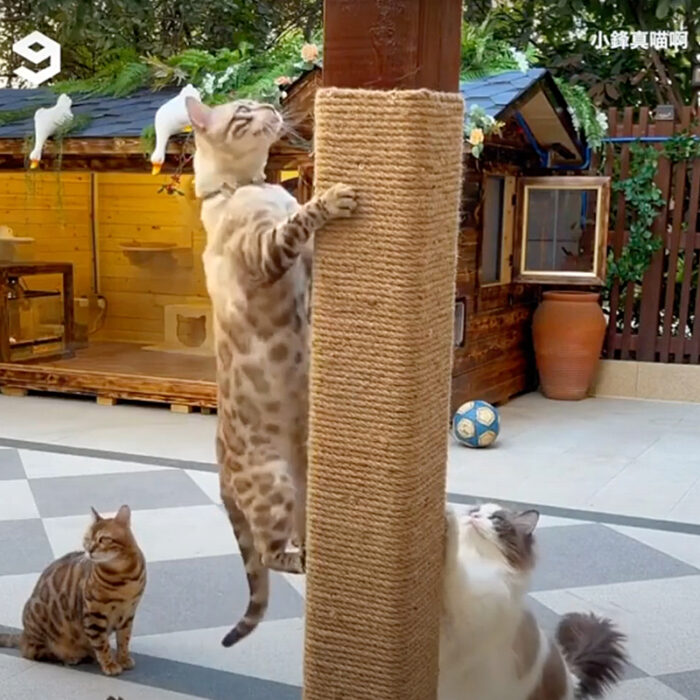 Inspurrational Cat Villa Brings Some Creative Ideas and Feline Fun