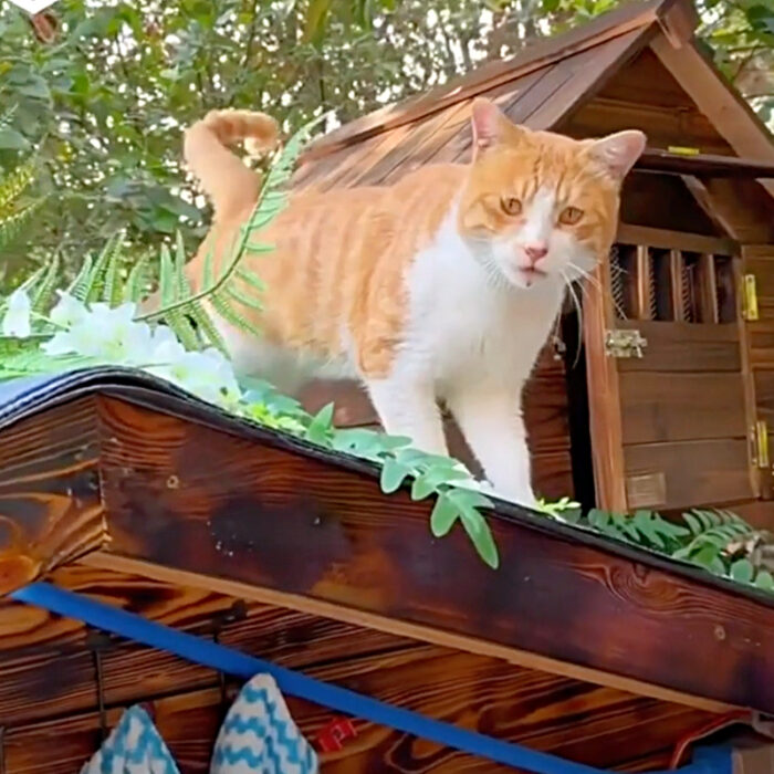 Inspurrational Cat Villa Brings Some Creative Ideas and Feline Fun