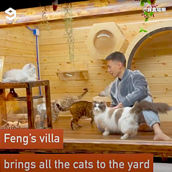Inspurrational Cat Villa Brings Some Creative Ideas and Feline Fun