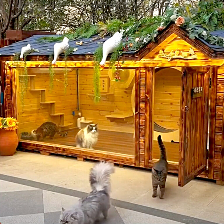 Inspurrational Cat Villa Brings Some Creative Ideas and Feline Fun