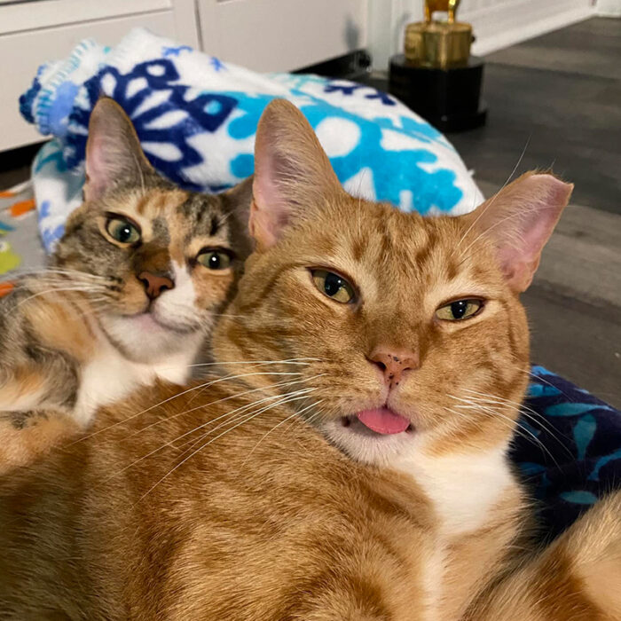 Cats Make 300 Facial Expressions, But What Do They Mean?