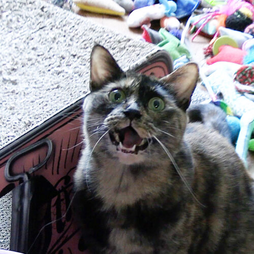 Cats Make 300 Facial Expressions, But What Do They Mean?