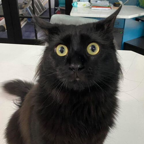 Cats Make 300 Facial Expressions, But What Do They Mean?