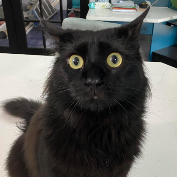 Cats Make 300 Facial Expressions, But What Do They Mean?