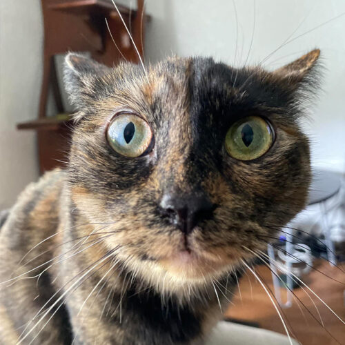 Cats Make 300 Facial Expressions, But What Do They Mean?