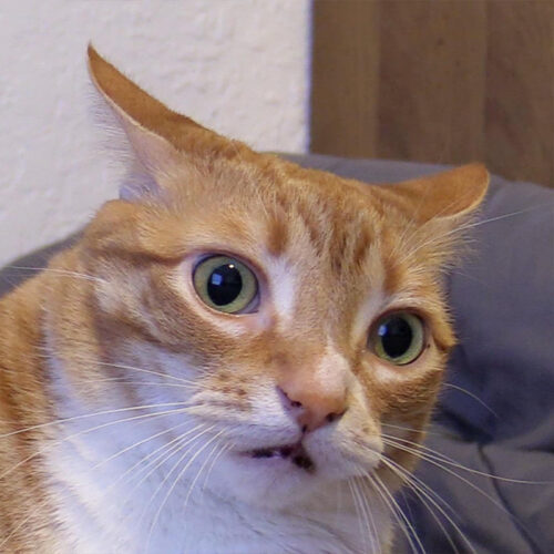 Cats Make 300 Facial Expressions, But What Do They Mean?