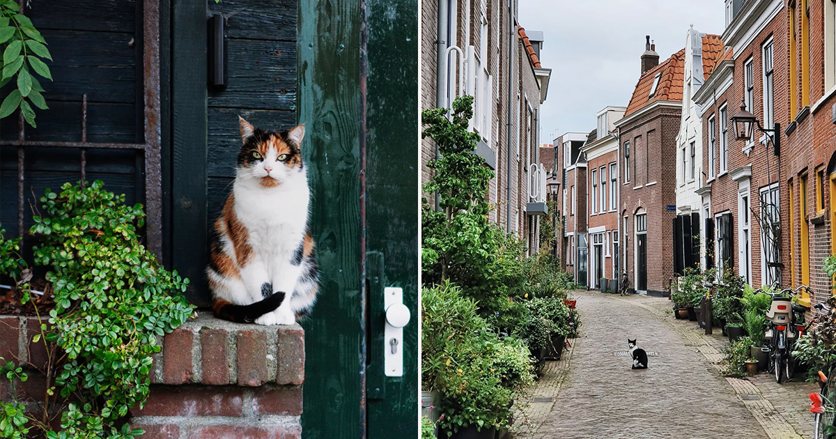 A 'Catspotting Hobby' Helped Heal One Photographer's Heart