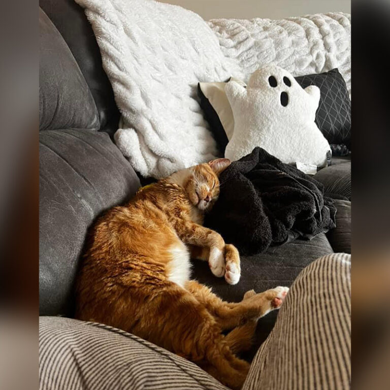 Friendly 'Chapo' the Cat Survives the Philly Streets and Pneumonia