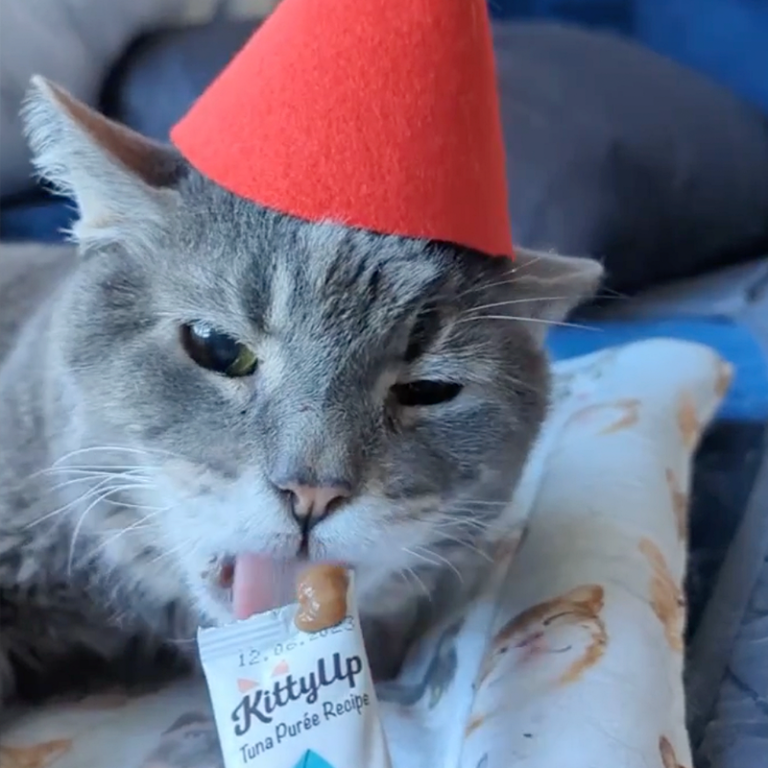 Adopting 'Super Senior' Cats Teaches Rescuer to Care for Herself
