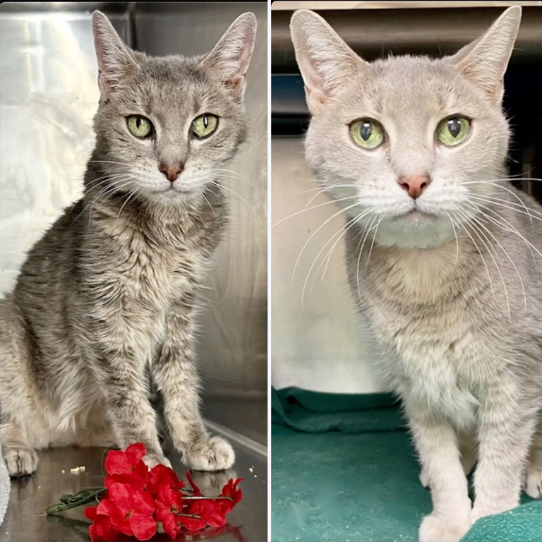 Adopting 'Super Senior' Cats Teaches Rescuer to Care for Herself