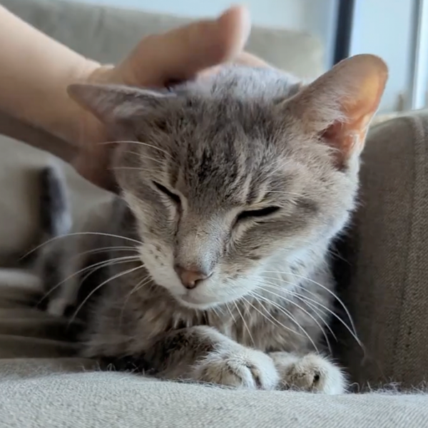 Adopting 'Super Senior' Cats Teaches Rescuer to Care for Herself