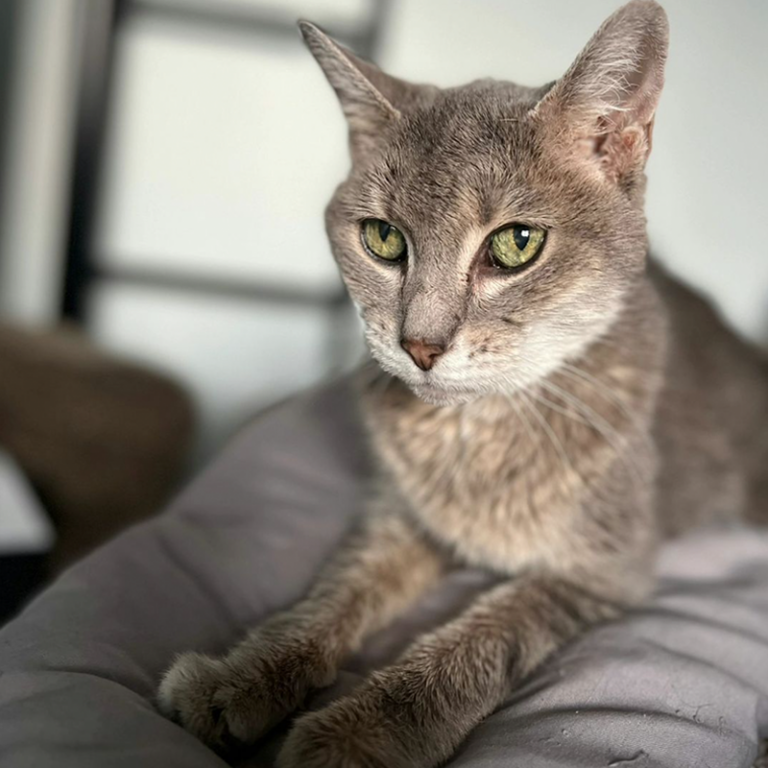 Adopting 'Super Senior' Cats Teaches Rescuer to Care for Herself