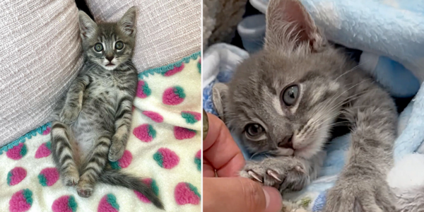 'Cricket' the Kitten Tackles Life with Gusto on Two Feet