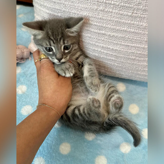'Cricket' the Kitten Tackles Life with Gusto on Two Feet