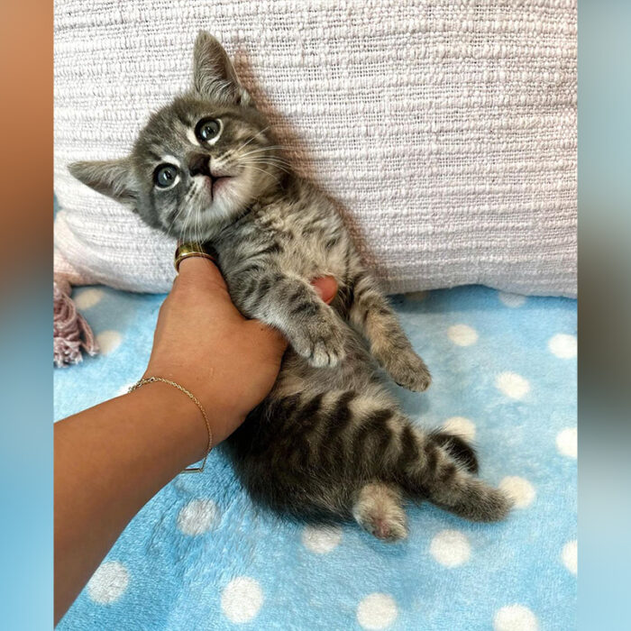 'Cricket' the Kitten Tackles Life with Gusto on Two Feet