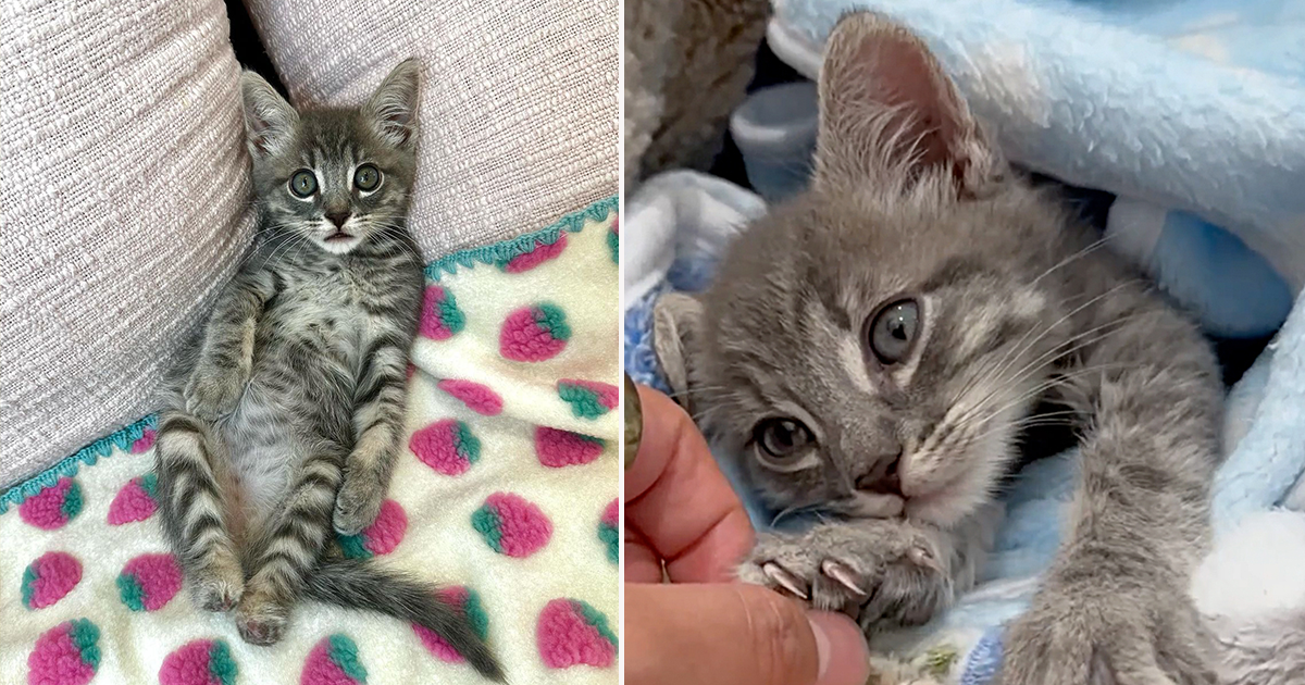 'Cricket' the Kitten Tackles Life with Gusto on Two Feet