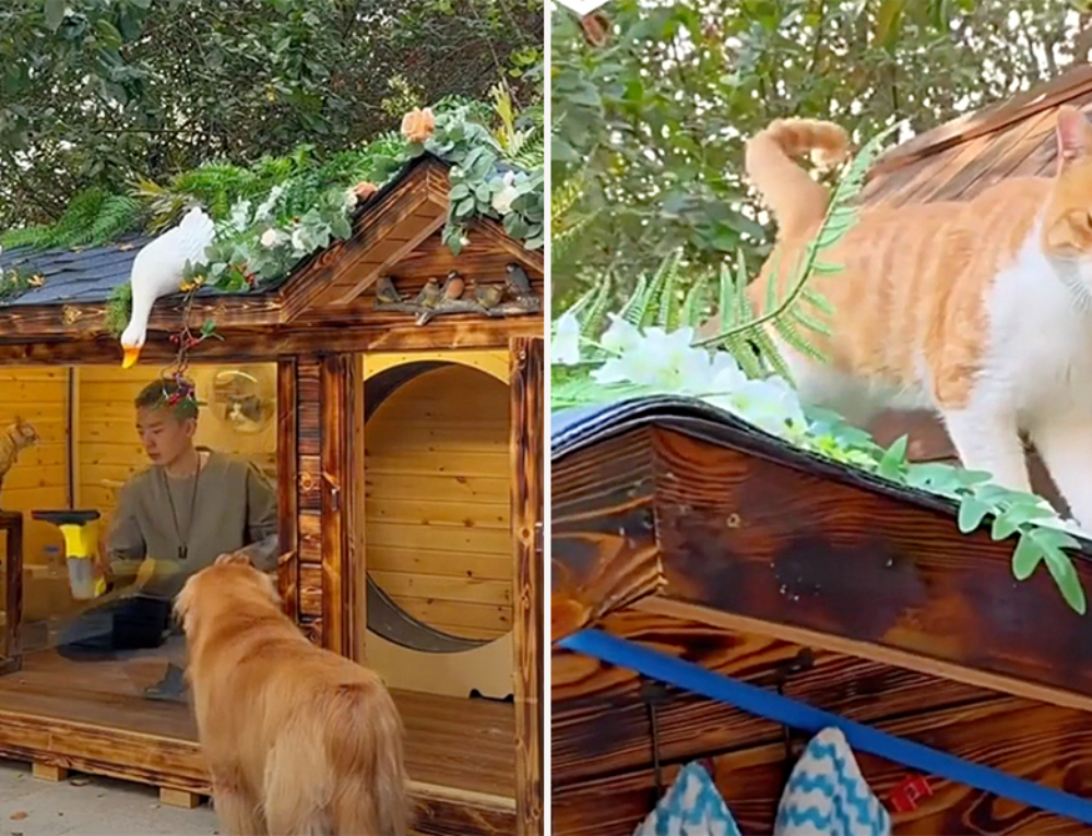 Netflix Series, 'Cat People' Shows the Diverse World of Cat Lovers