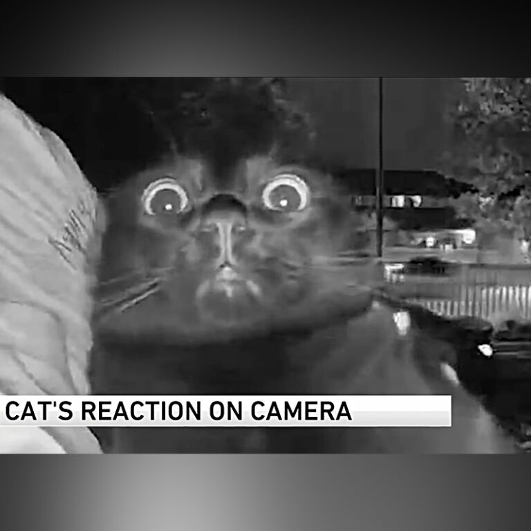 Cat's Funny Reaction to Hearing His Mama's Voice Over Ring Cam