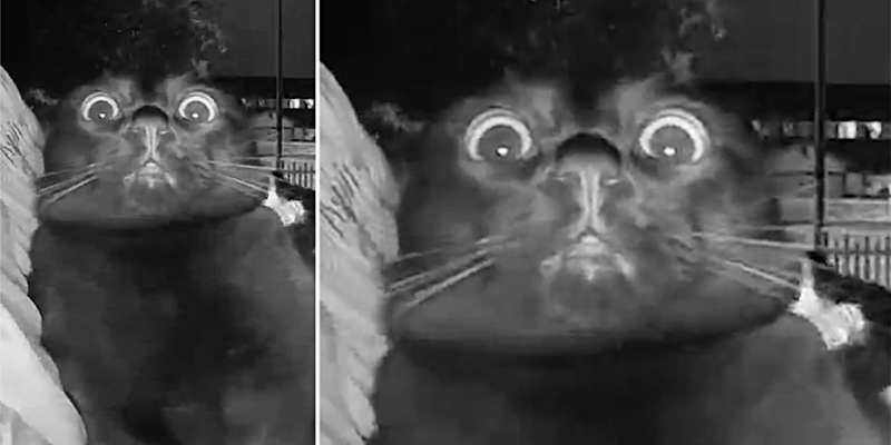 Cat's Funny Reaction to Hearing His Mama's Voice Over Ring Cam