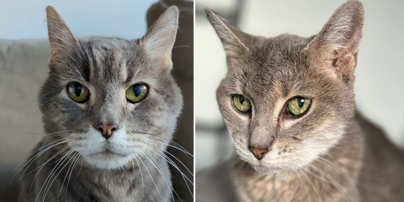 Adopting 'Super Senior' Cats Teaches Rescuer to Care for Herself