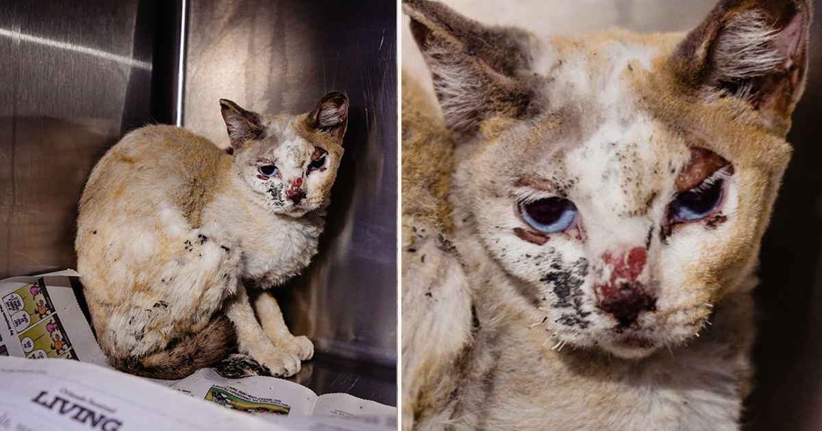 Hope, an Cat Who Miraculously Survived a Devastating Fire