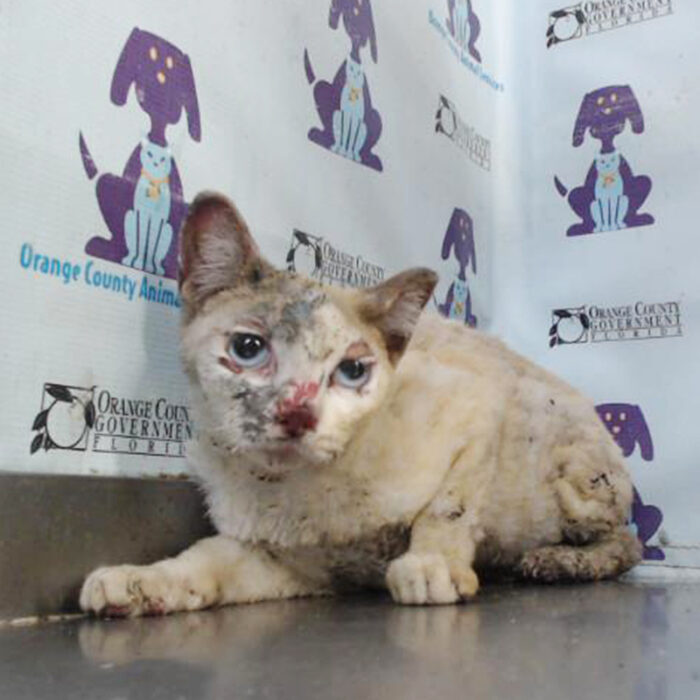 Hope, an Cat Who Miraculously Survived a Devastating Fire