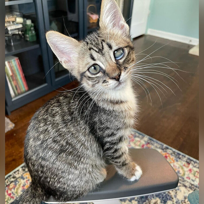 Purrfect Tabby Born with Wonky Eye Sees Life Take a Happy Turn