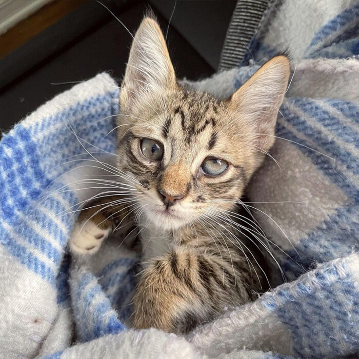 Purrfect Tabby Born with Wonky Eye Sees Life Take a Happy Turn