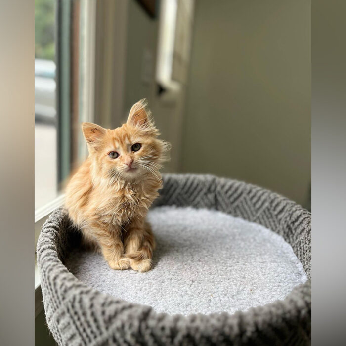 Long-Time Rescuer Jenna Fischer Fosters Three Adorable Kittens