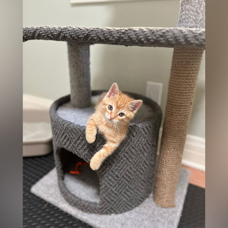Long-Time Rescuer Jenna Fischer Fosters Three Adorable Kittens