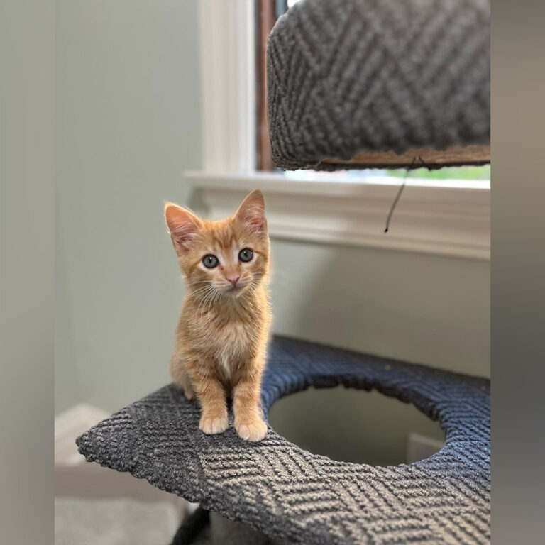Long-Time Rescuer Jenna Fischer Fosters Three Adorable Kittens