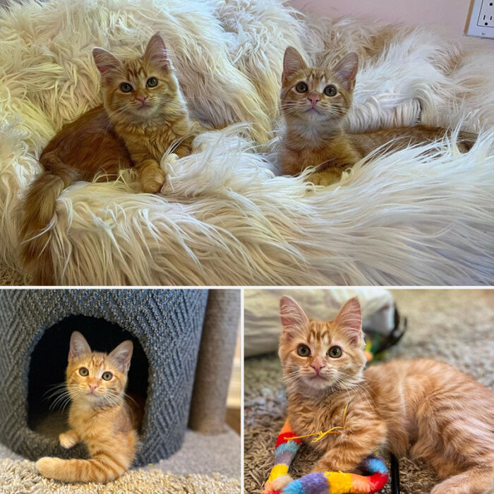 Long-Time Rescuer Jenna Fischer Fosters Three Adorable Kittens