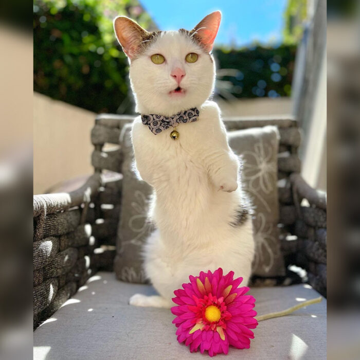 'Cricket' the Kitten Tackles Life with Gusto on Two Feet